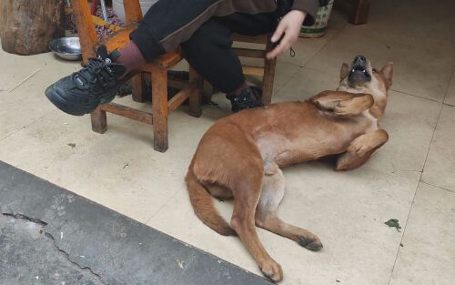 土狗秒杀斗狗后,它主人有更多搏斗视频,但怕影响土狗就不发了