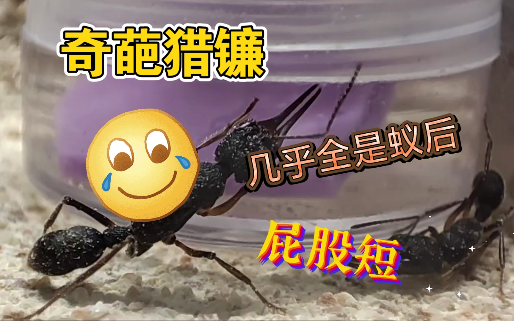 接手一窝古怪的猎镰猛蚁