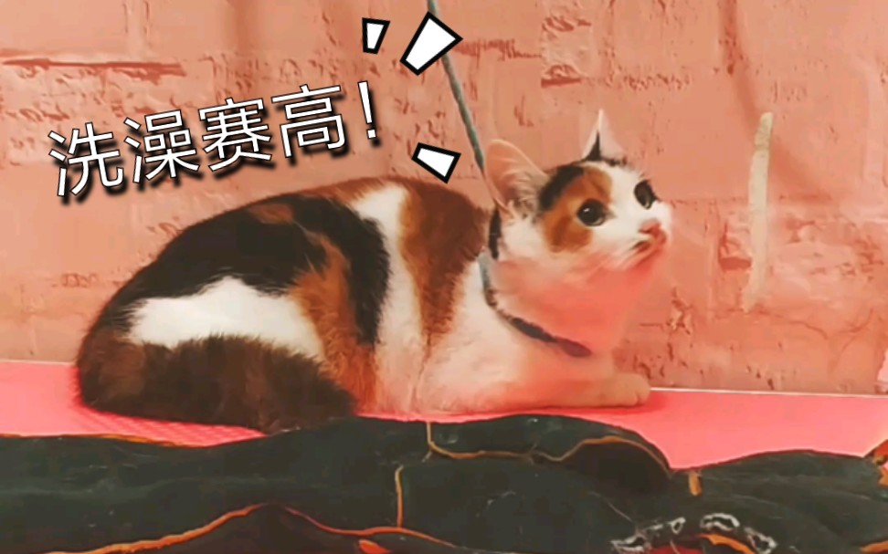 看看宠物店洗澡的全过程