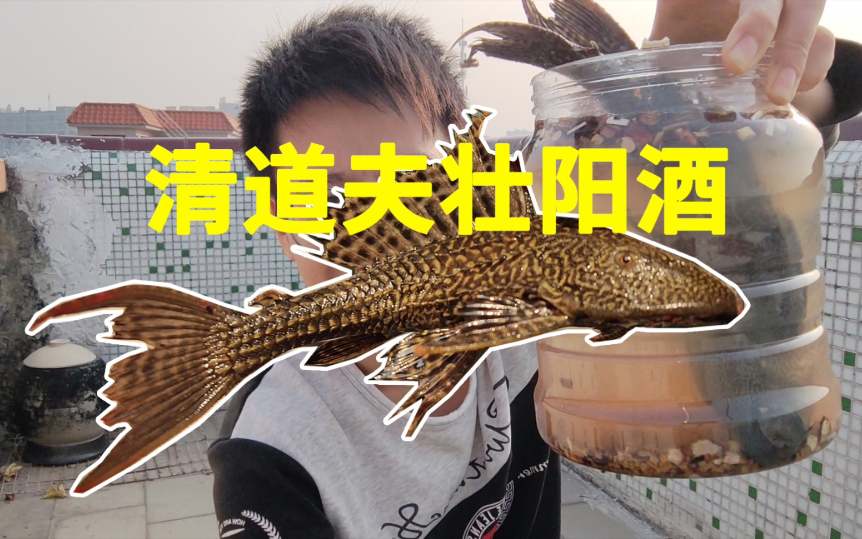 清道夫壮阳?自制清道夫大补酒,希望他看不到这个视频