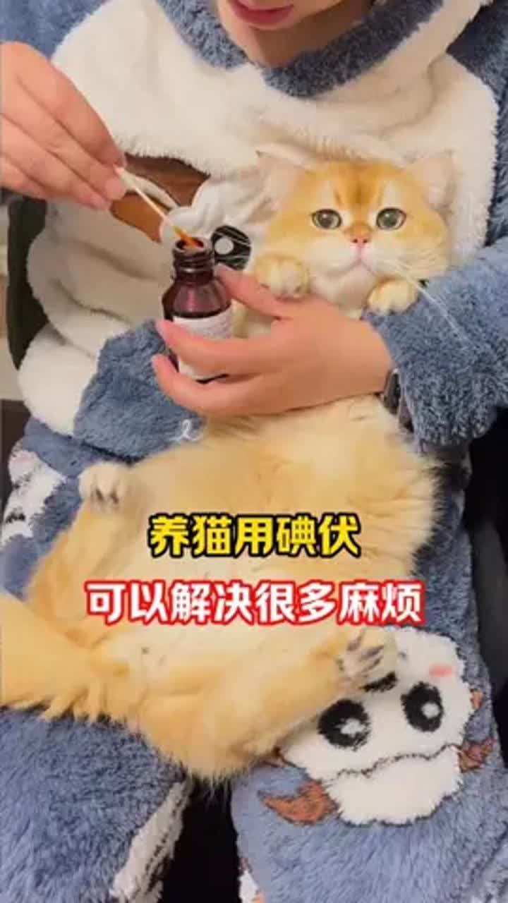 碘伏在养猫中的有大用新手养猫 养猫经验分享 养猫人 实用养猫技巧 ...