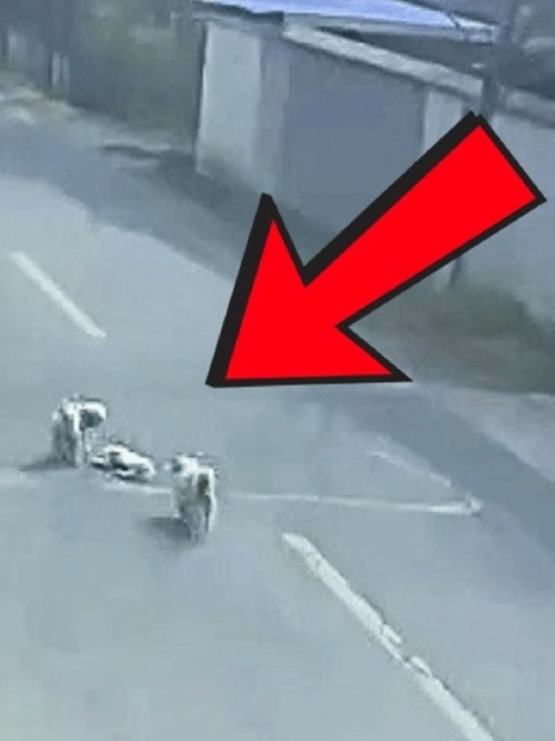 狗狗被车撞倒一动不动,它的流浪狗朋友,拼尽全力把它拖到路边