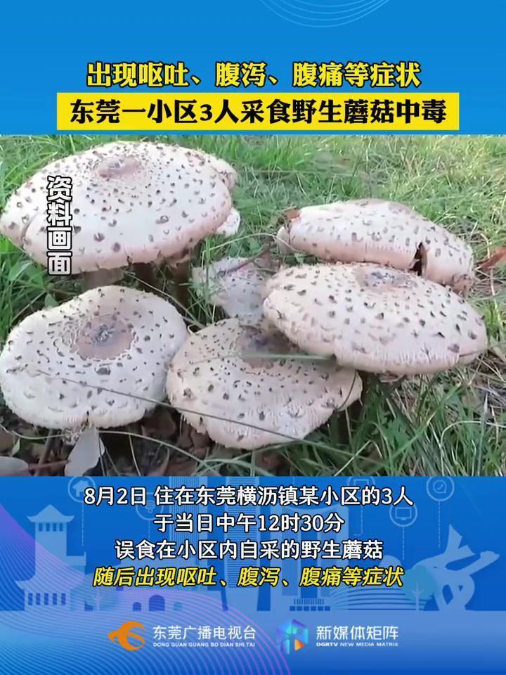 ...野生蘑菇中毒!提醒:不摘、不买、不吃来历不明的蘑菇!#食品安全#科普
