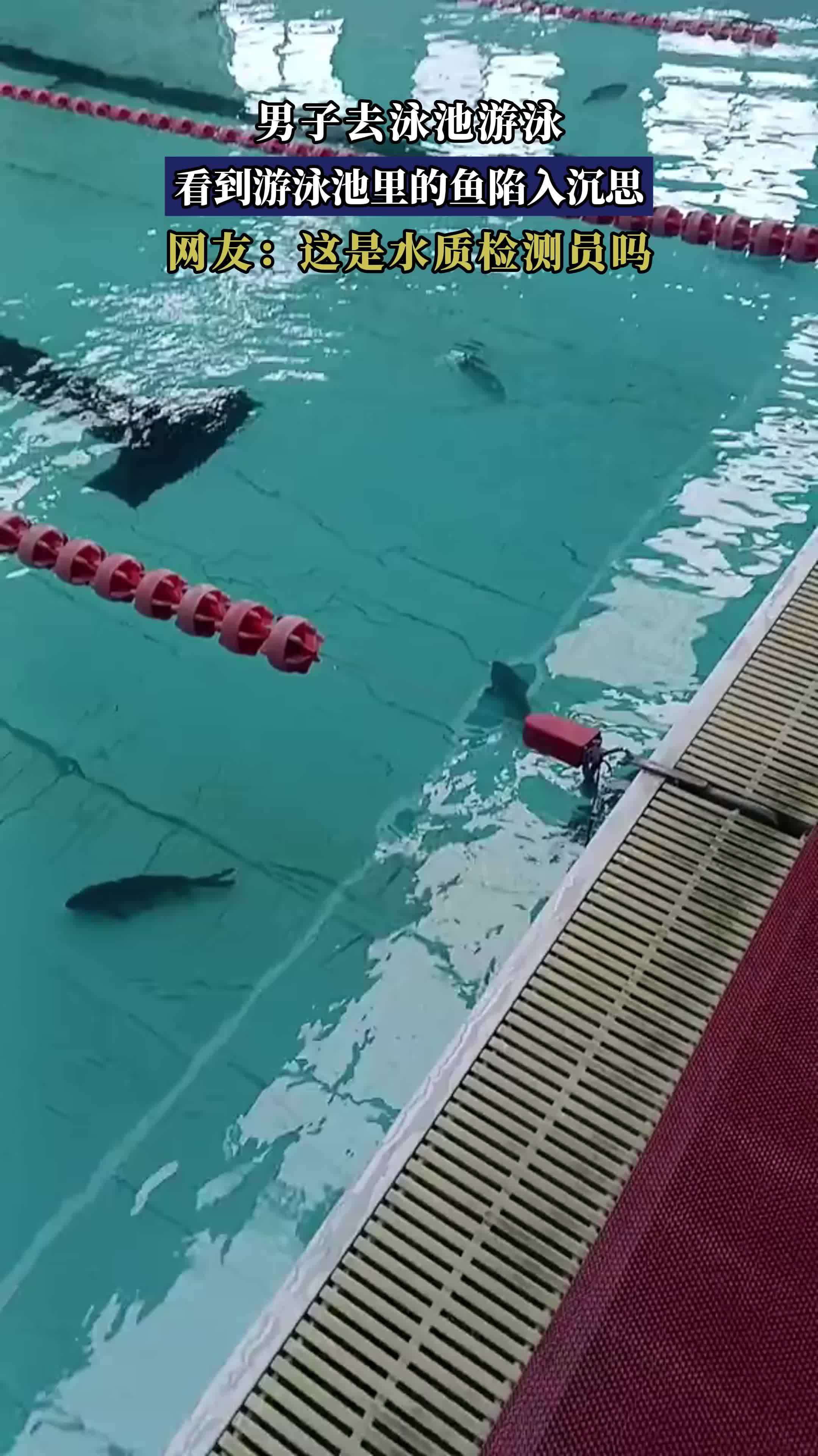 男子去泳池游泳,看到游泳池里的鱼陷入沉思