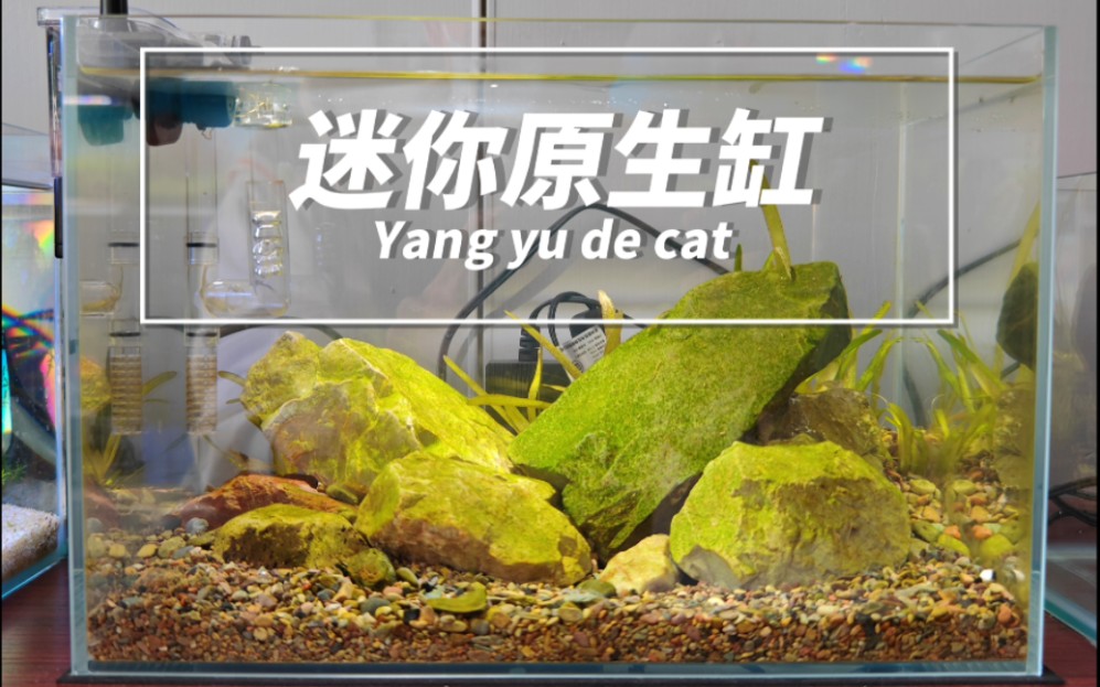 30迷你原生缸造景来啦!