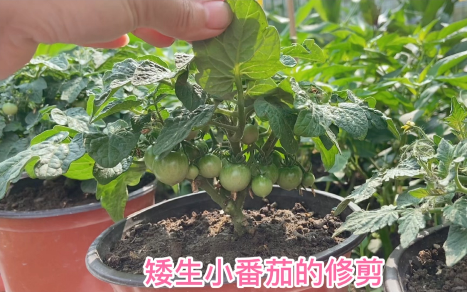 矮生小番茄的日常修剪 盆栽矮生小番茄袖珍可爱 结果量多