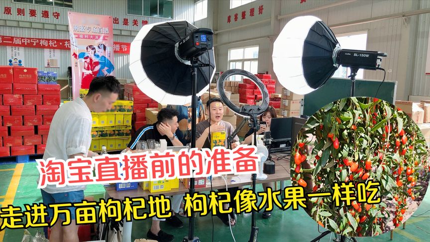 揭秘大v直播专场幕后的准备。宁夏千亩枸杞,直接当水果吃,甜爆了