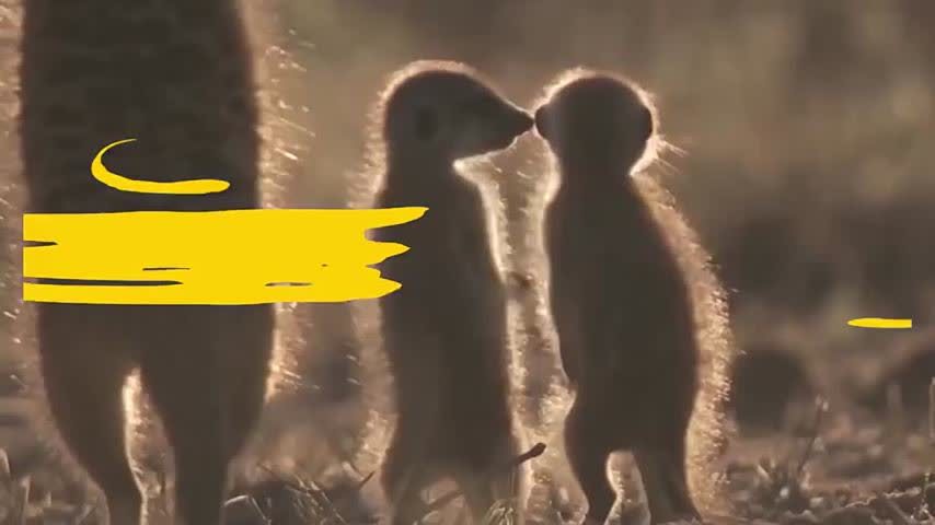 刚出生的熊猫,光秃秃的像老鼠?4种动物刚出生时的高萌样子