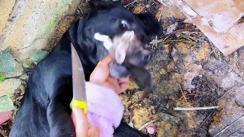 心痛的小猫咪遇险被狗咬死了,失去它我该向谁倾诉?