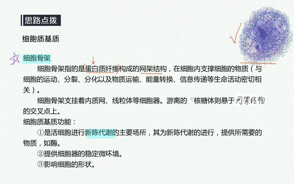 细胞质基质的组成及功能