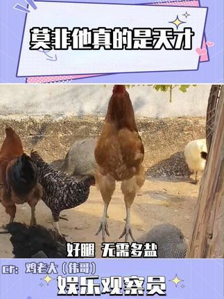 莫非他真的是天才? #鸡 #动物趣事 #科学养鸡小秘招