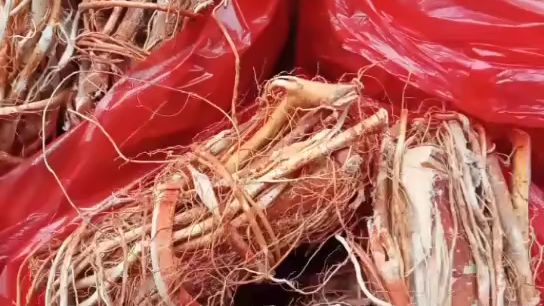 五指毛桃的功效