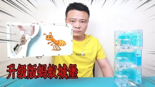 108元开箱升级版"蚂蚁城堡"别看蚂蚁小,打洞能力超强