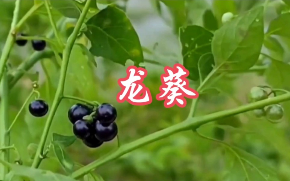 中草药——龙葵的作用和故事