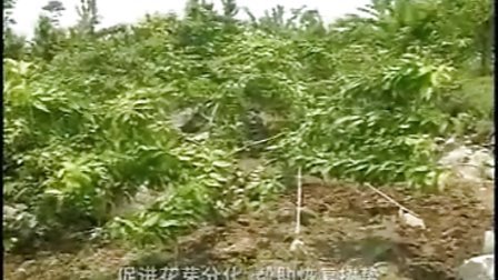 樱桃栽培管理技术