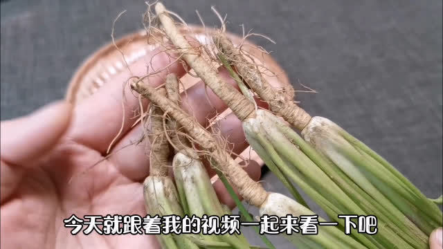 把香菜和生姜放一起泡水喝,原来作用那么厉害,既省钱又实用