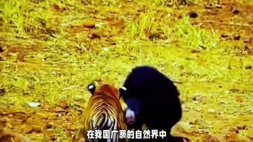 我国八大珍稀保护动物,你知道哪些吗?