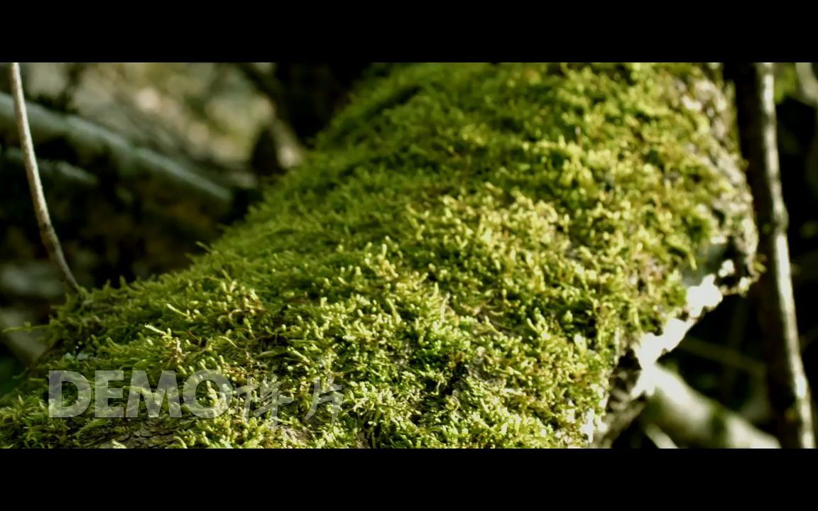 ...森林世界环保大自然景色实拍视频 led背景素材 vj视频素材 动态视频