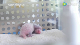   【PANDAPIA】熊猫成长小视频