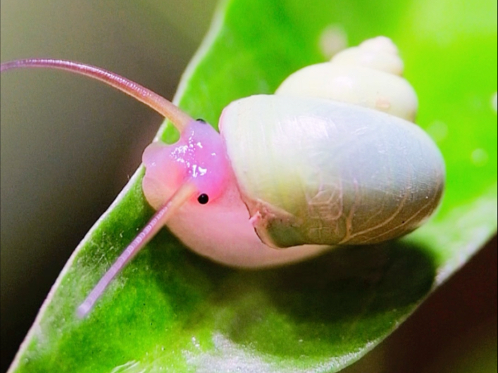 雨林模拟器又来新怪物了~腮红蜗牛!