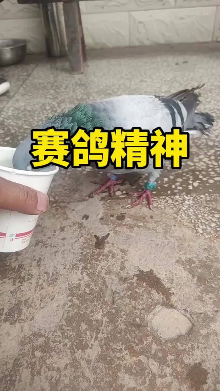 怪不得在古代,都是用鸽子来传信的
