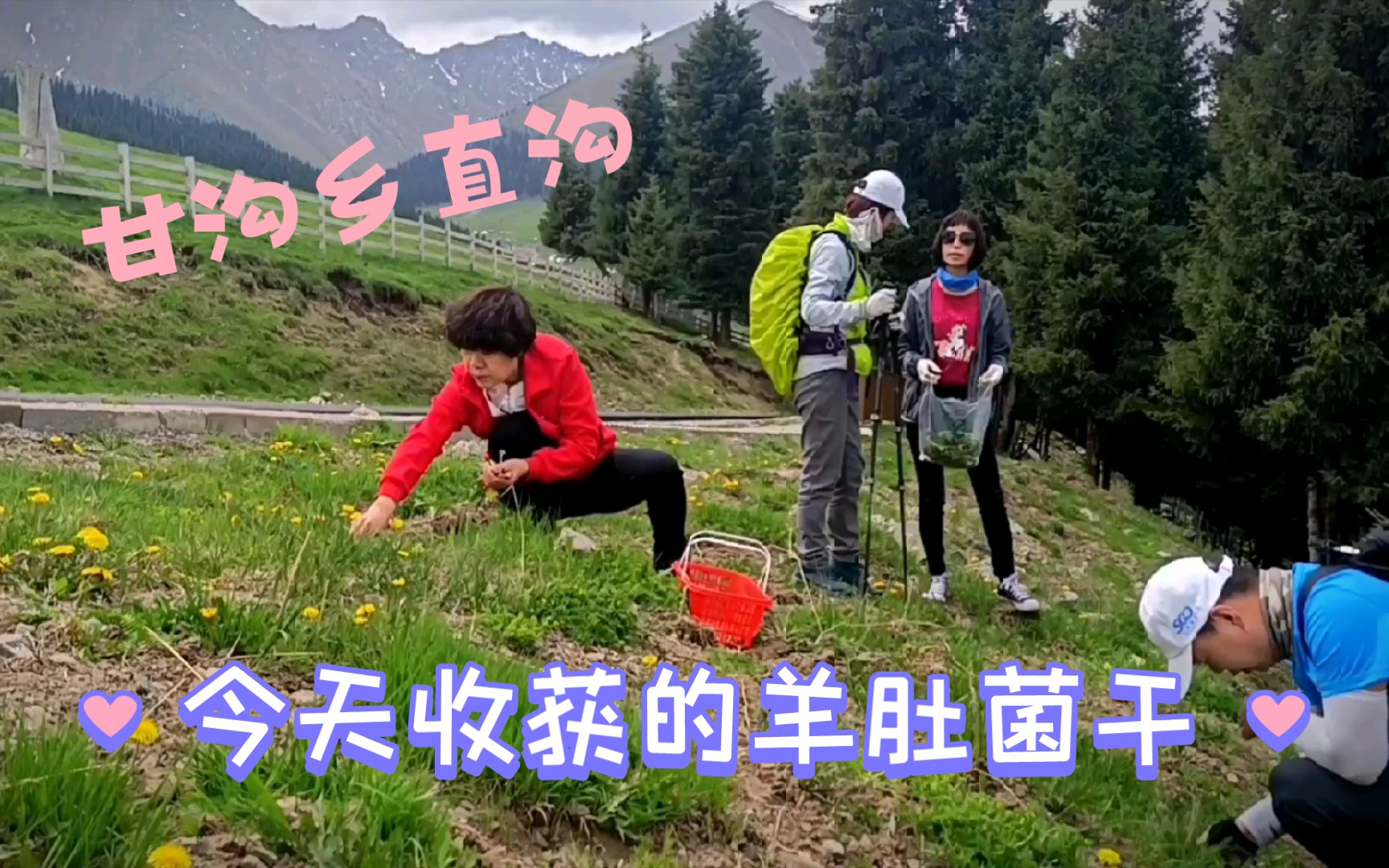 直沟与菊花台一坡之隔,今年雨水少羊肚菌变成了羊肚菌干,太值了