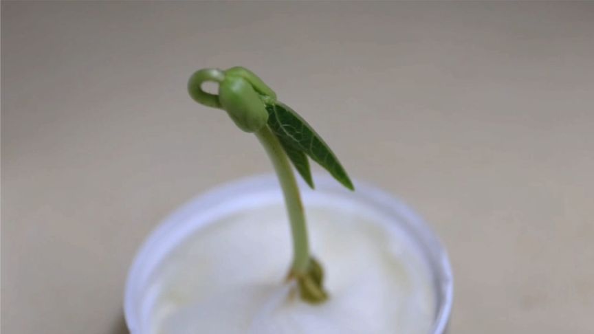 超震撼!1分钟记录绿豆芽的一生的成长,感受生命的伟大历程