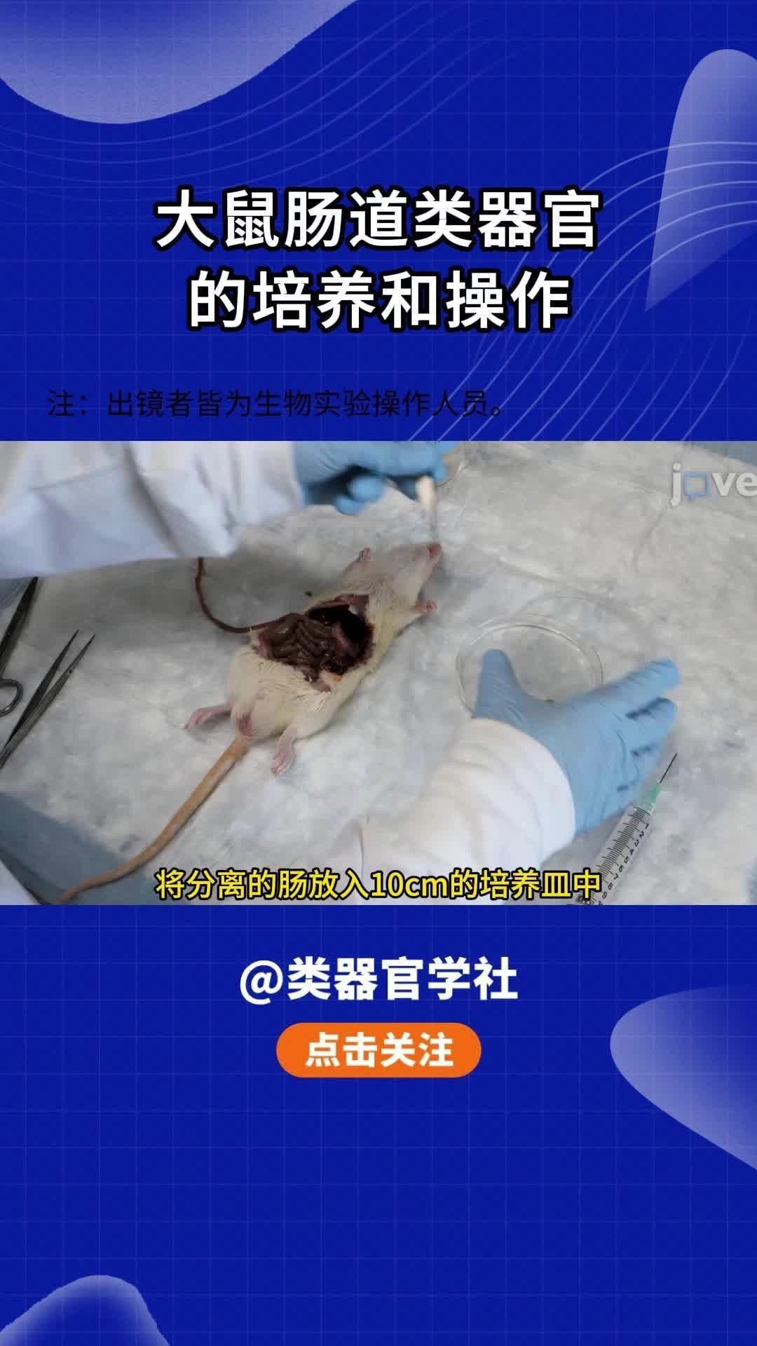 大鼠肠道类器官的培养和操作