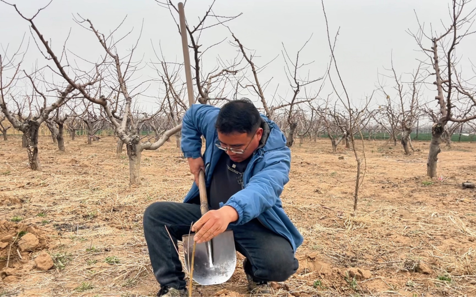 春季桃树这样种植,几乎100%成活,快来看看吧