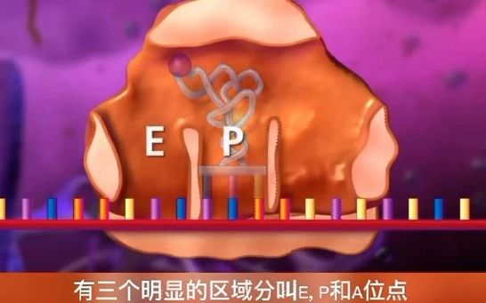 核糖体的结构与合成多肽链的过程