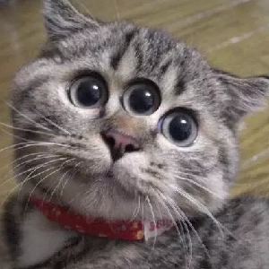 盒子_三眼猫Band 