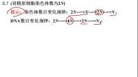 减数分裂和受精作用1 (2)