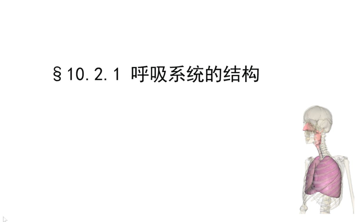 10.2.1呼吸系统的结构(停课不停学,仅供学习交流,因穿插有视频,涉侵删...