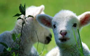 动物繁殖学_华中农业大学_主讲-杨利国 53讲