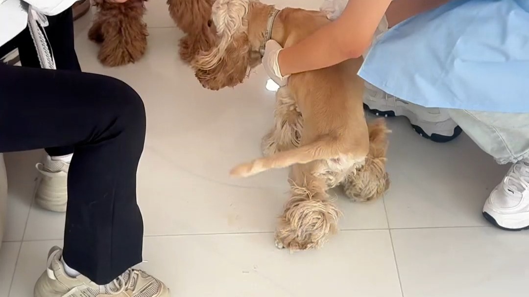 新手必看!宠物家庭繁殖如何避开陷阱?专业犬舍老板教你:美卡选种公借...