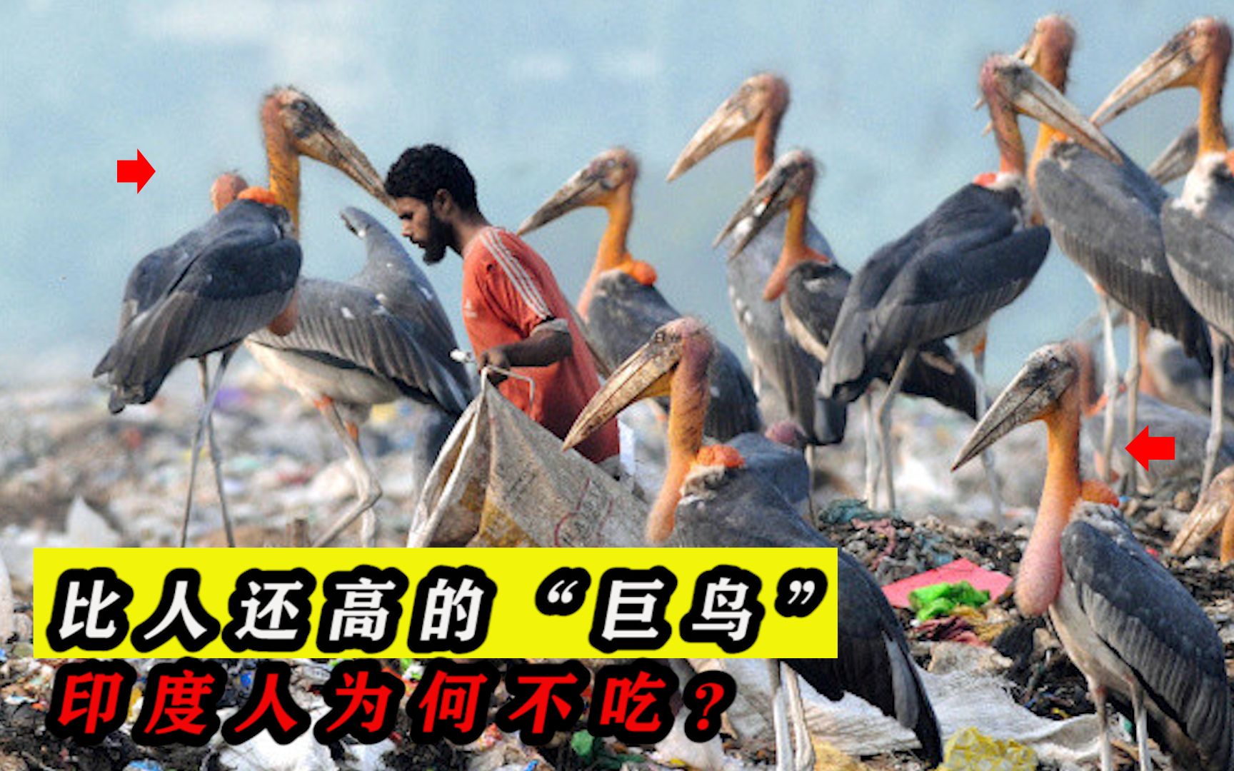 印度垃圾山发现“巨鸟”,身高1米4比人还大,为何贫民却不敢吃?