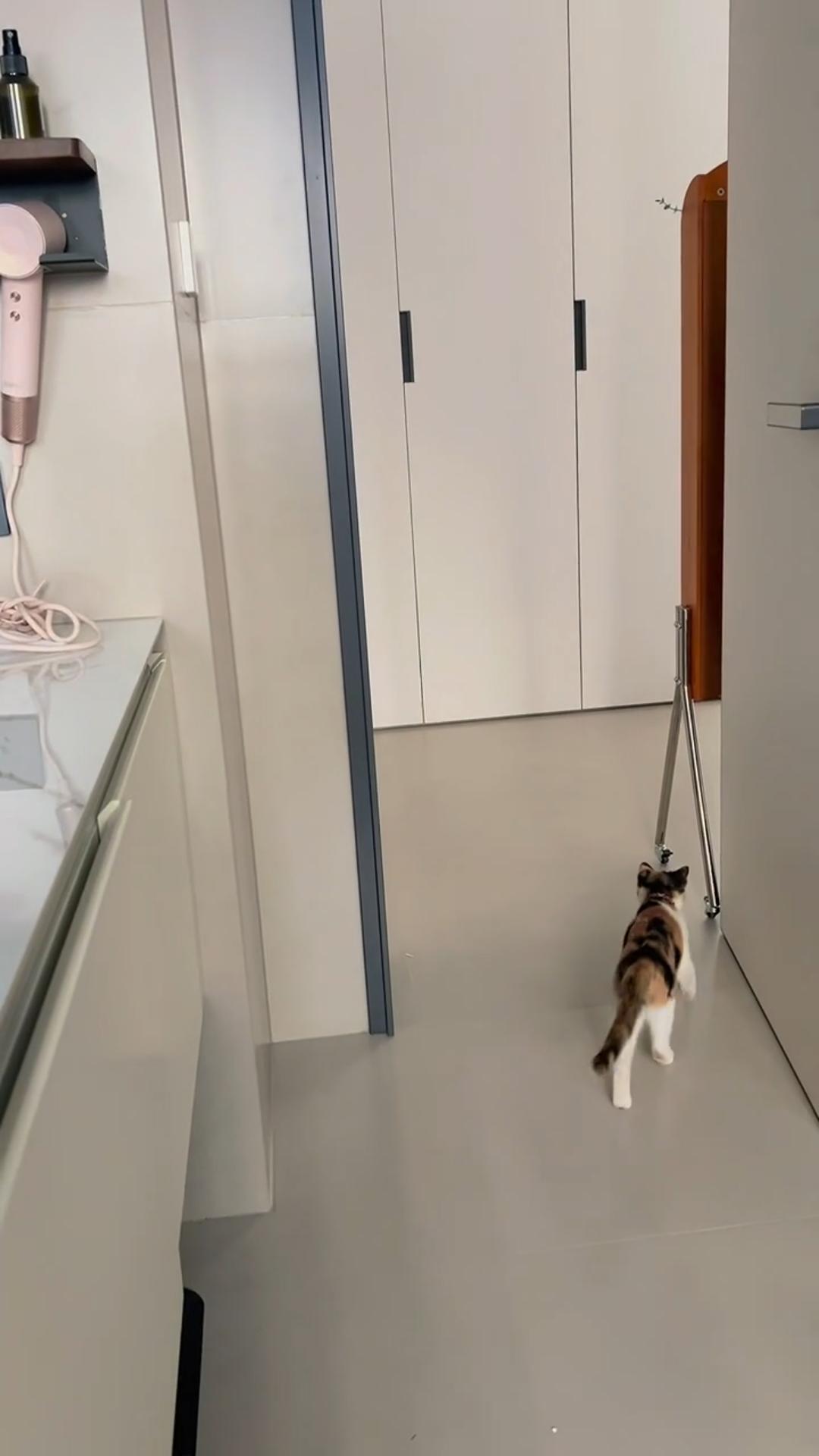 三花猫娴熟偷棉签,一看就是惯犯