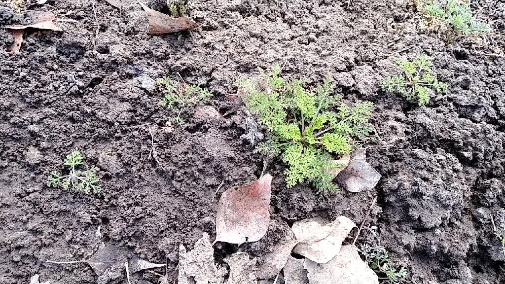 禾苗露土,孕育着新的生命出现,万物生长,阳光普照大地!