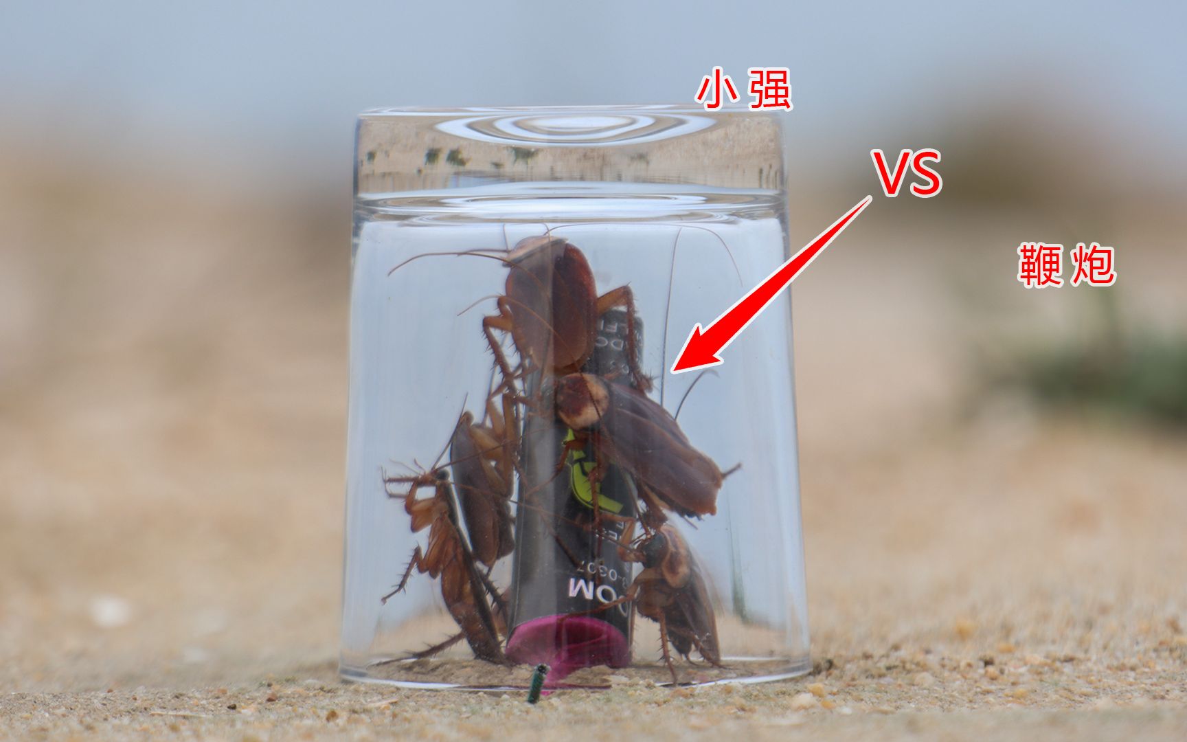 实验：“小强”VS“魔鬼鞭炮”，会有什么结局呢？