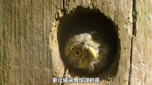 惊呆了!森林里的动物们"倒着跑"狼群也跟着玩,这画面太搞笑了你绝对...