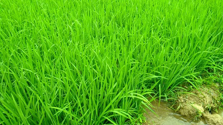 插秧第46天久违的一场雨禾苗生长慢慢恢复了