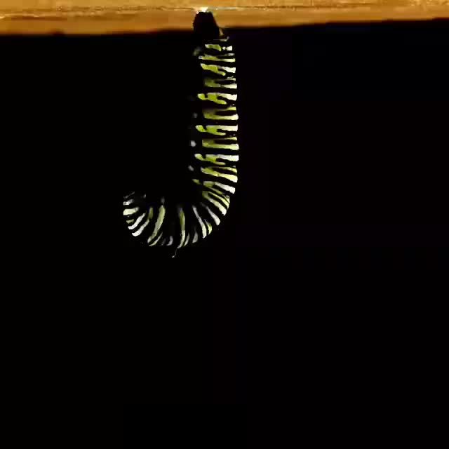 从毛毛虫到破茧成蝶,一个生命的历程,有点美