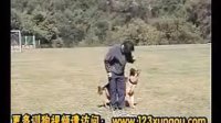 训练教威尔士柯基犬上厕所大小便