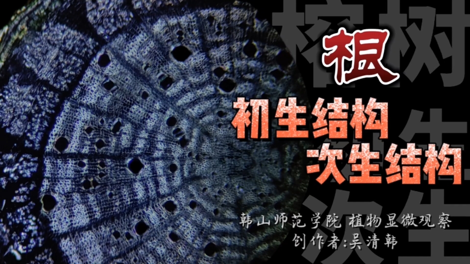 『预告』根的初生结构和次生结构