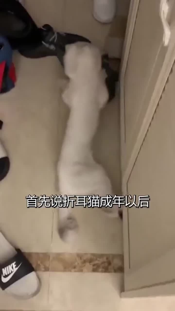 折耳猫没有发病的情况下吃软骨素是没有什么作用的