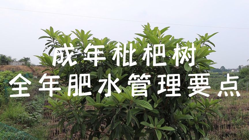 成年枇杷树全年肥水管理要点