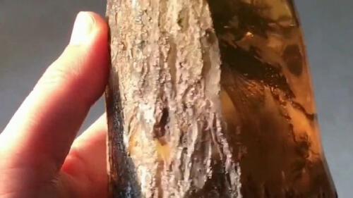 这个东西可不是树根,这是树化玉,很是稀有,这一块很是珍贵!