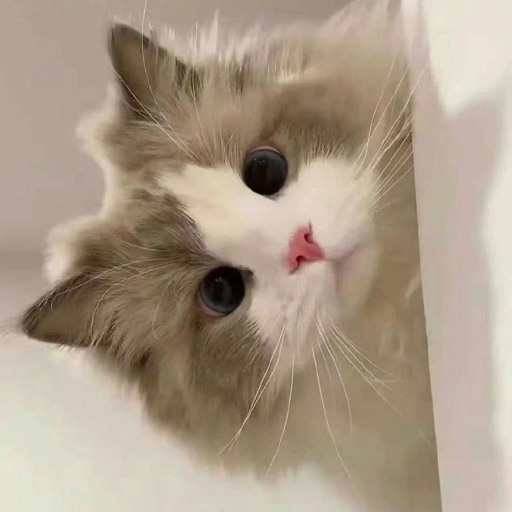 狂炫柿子 