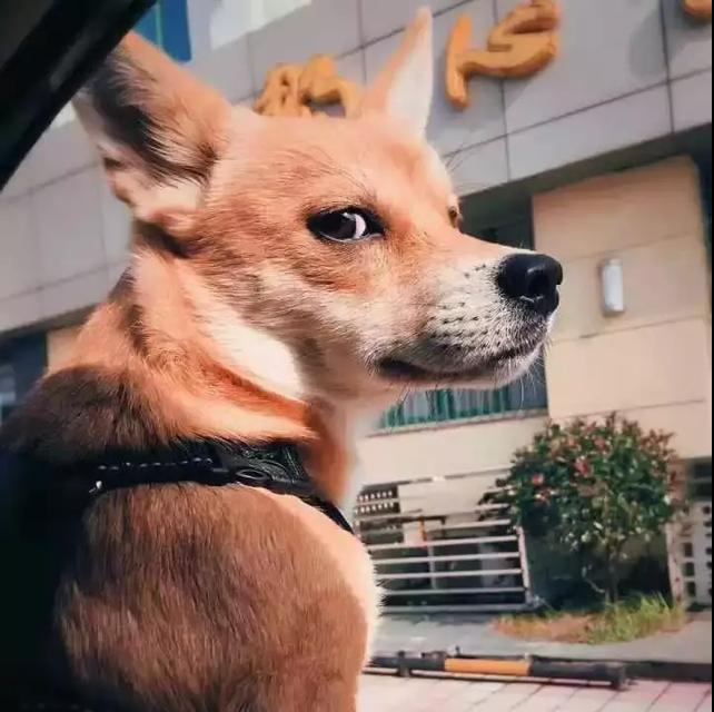 码农旺财 