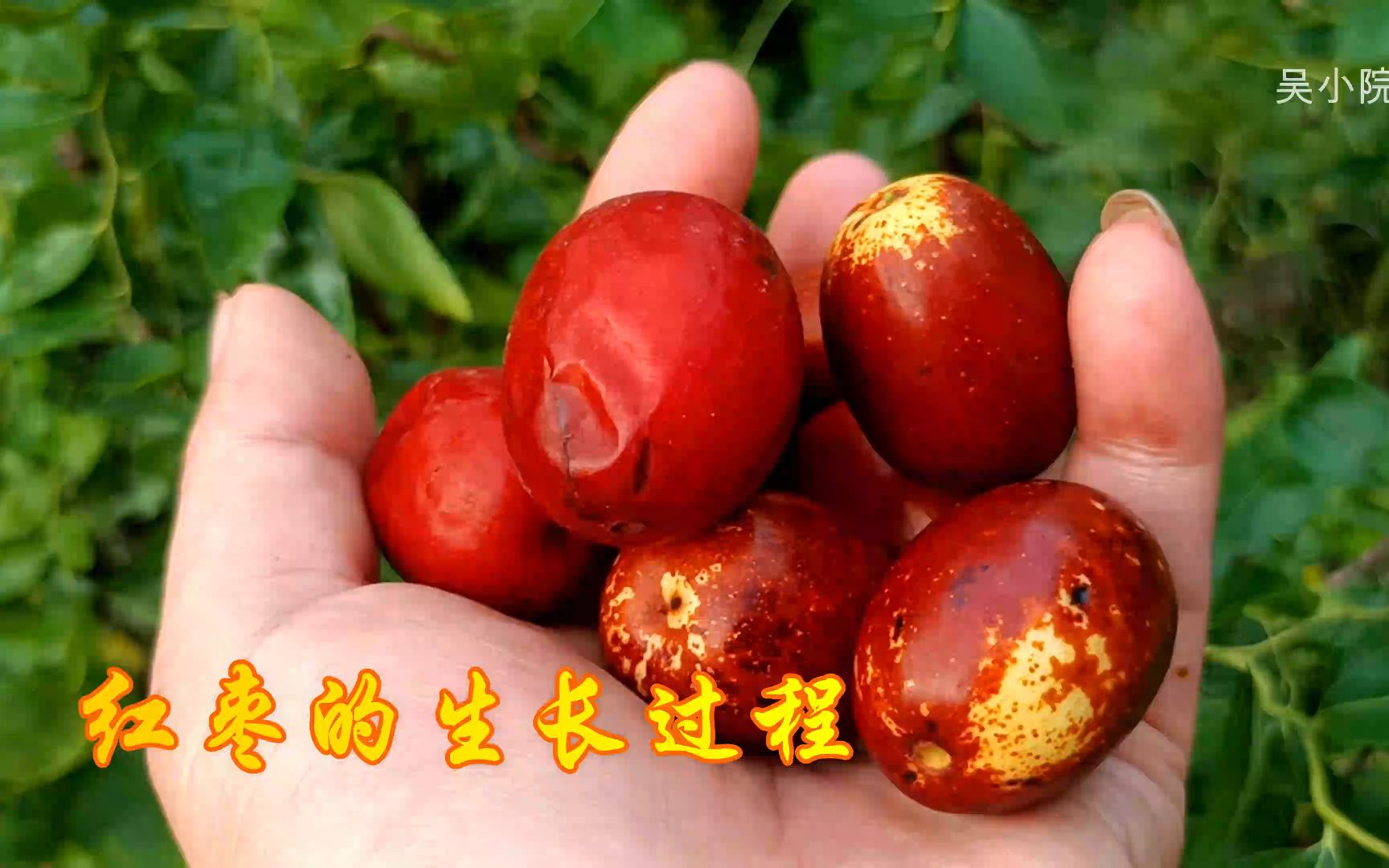 红枣的生长过程,自然生长,真的又红又甜。